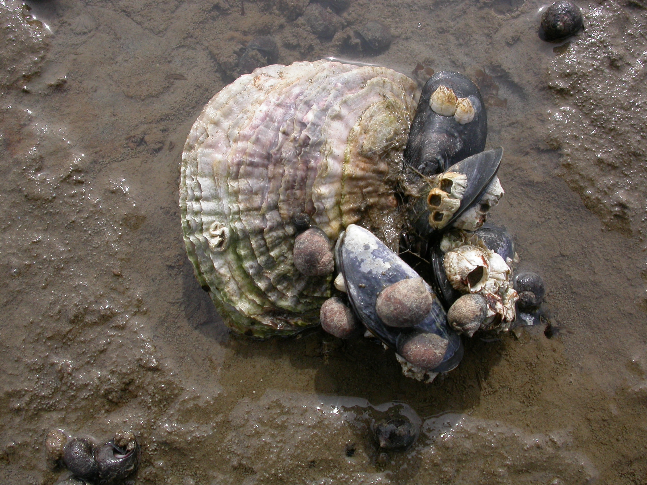 Nationalparkthemenjahr „Muscheln und Schnecken“ Folge 5: Tier des ...
